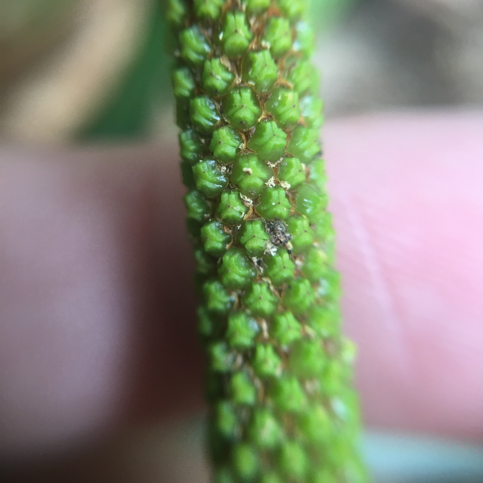 Acorus gramineus Aiton