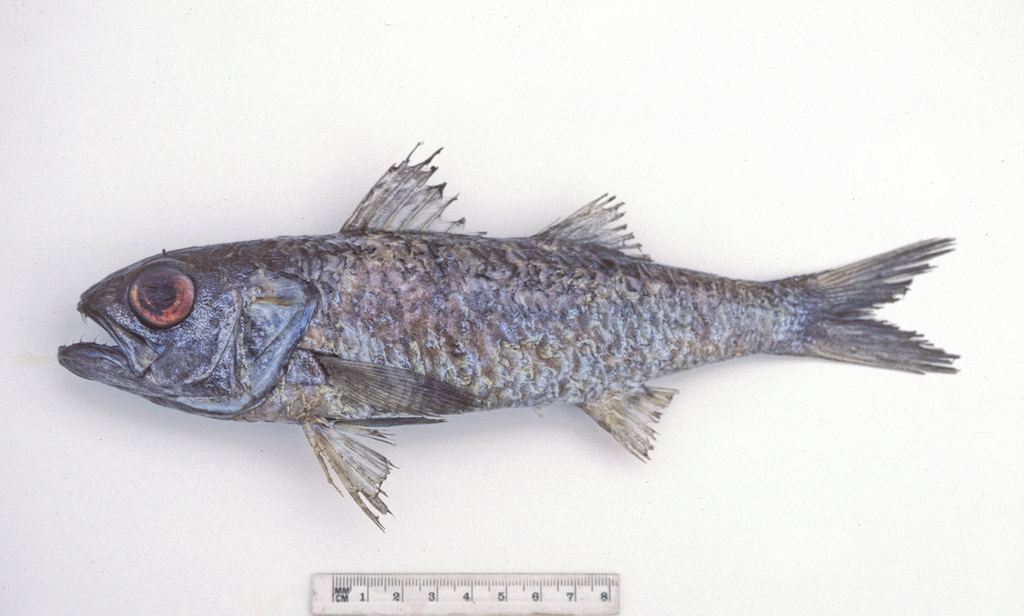 Japanese Sharptooth Bass from 35 n.miles east of Broken Bay, NSW ...