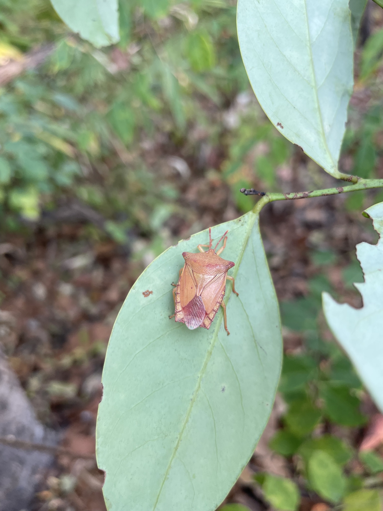 Pygoplatys Dallas, 1851