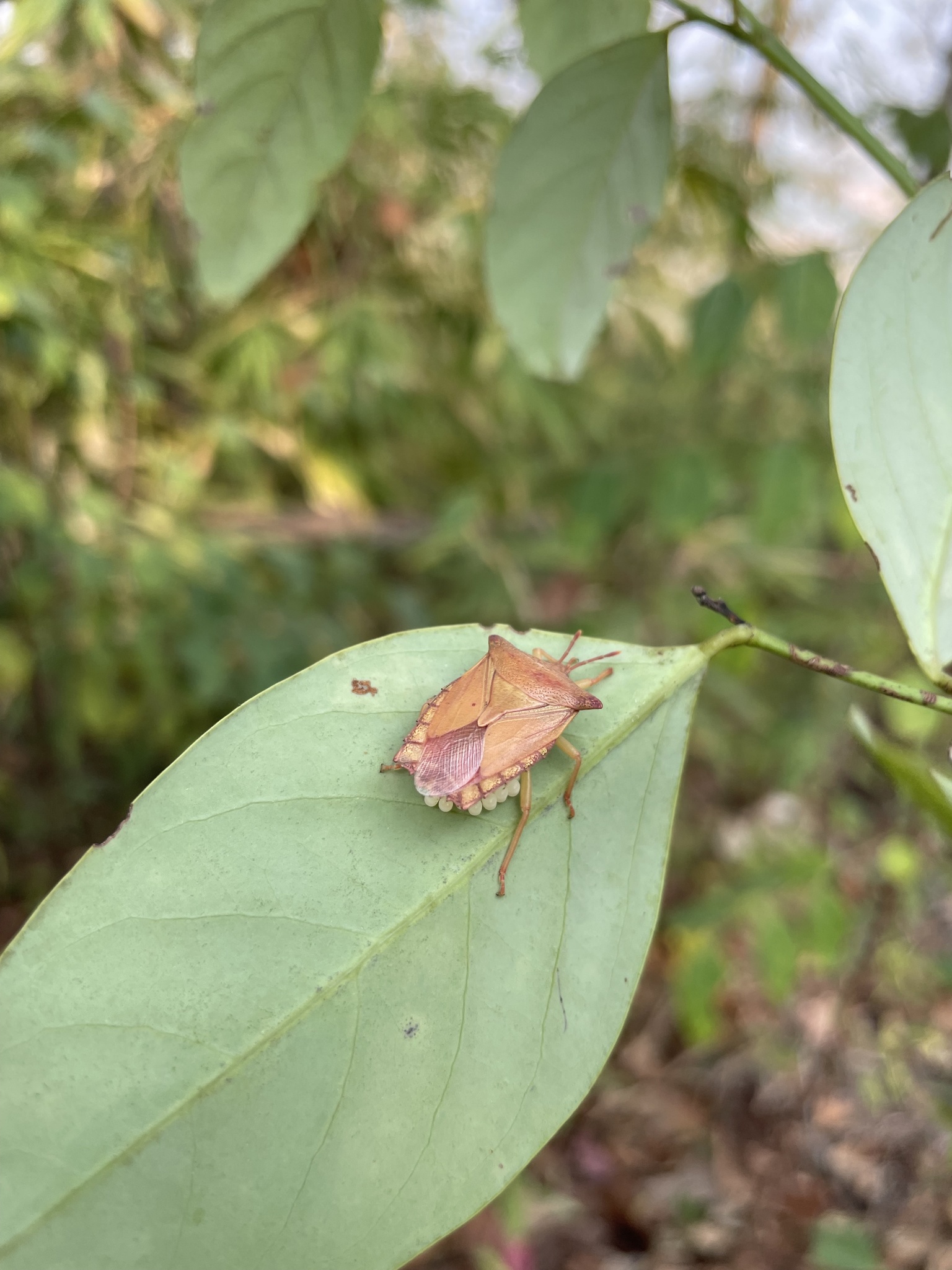 Pygoplatys Dallas, 1851