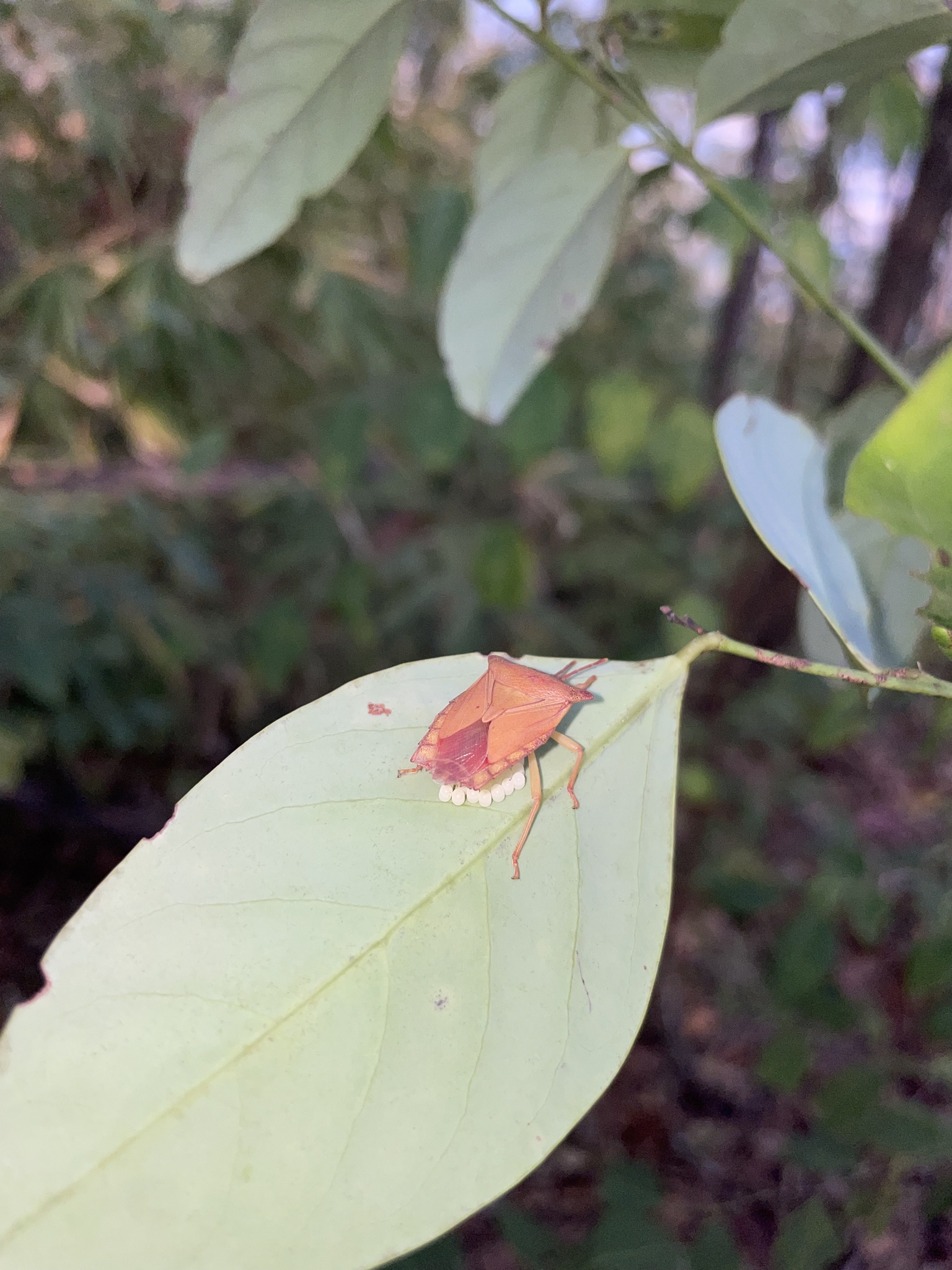 Pygoplatys Dallas, 1851