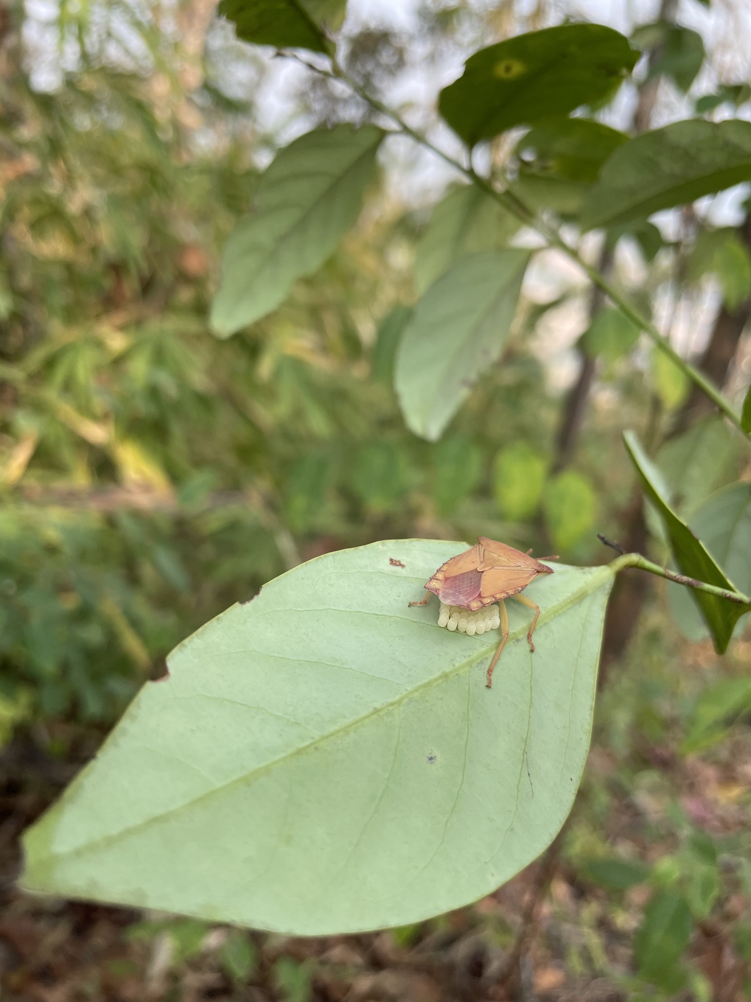 Pygoplatys Dallas, 1851