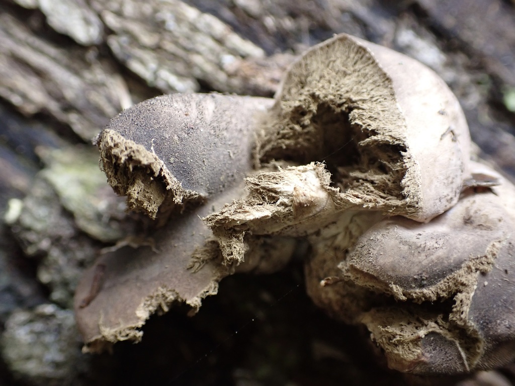 Lycoperdon subincarnatum from 三峽區, TW on March 5, 2022 at 10:32 AM by ...