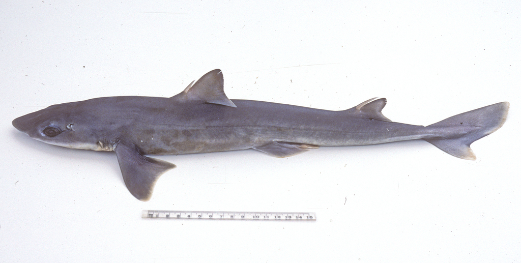 Eastern Longnose Spurdog from 15 n.miles east of Brush Island, NSW ...