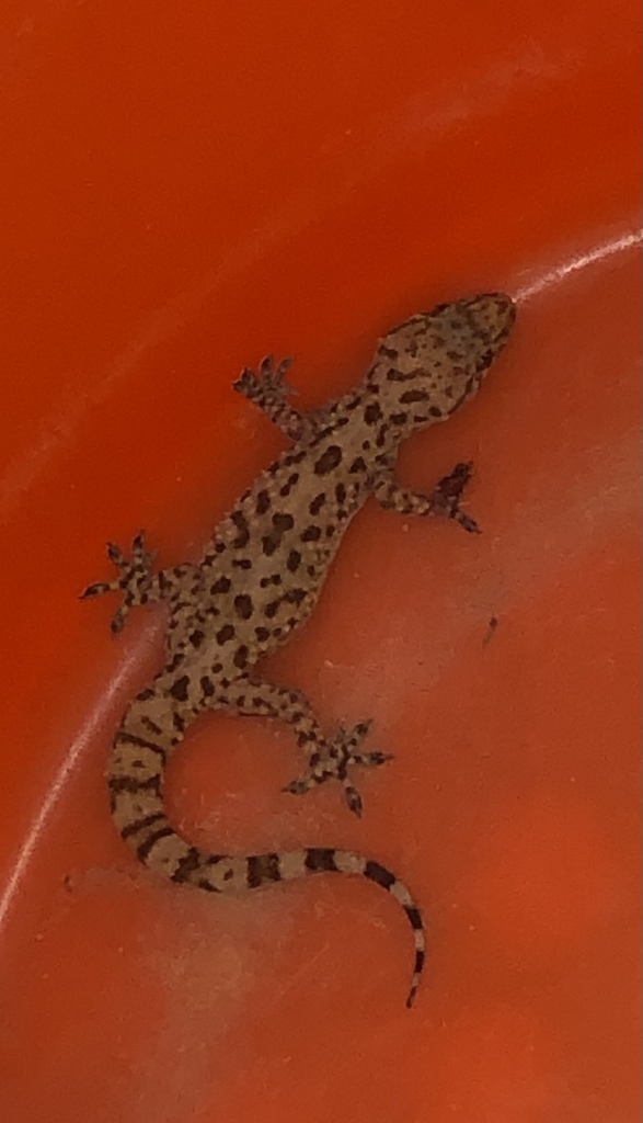 Mediterranean House Gecko from Matthews, NC on March 4, 2022 by ...