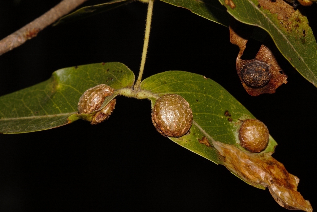 msasa from Mukuvisi Woodlands, Harare, Zimbabwe on March 5, 2022 at 03: ...