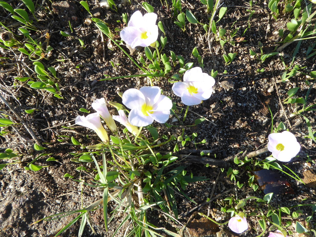 Oxalis monophylla monophylla from Rondebosch, Cape Town, 7700, South ...