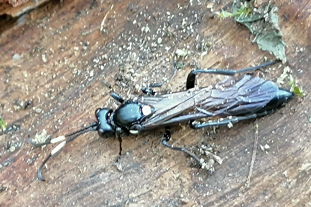 Ichneumon lugens from 289 33 Křinec, Česko on March 6, 2022 at 12:14 PM ...