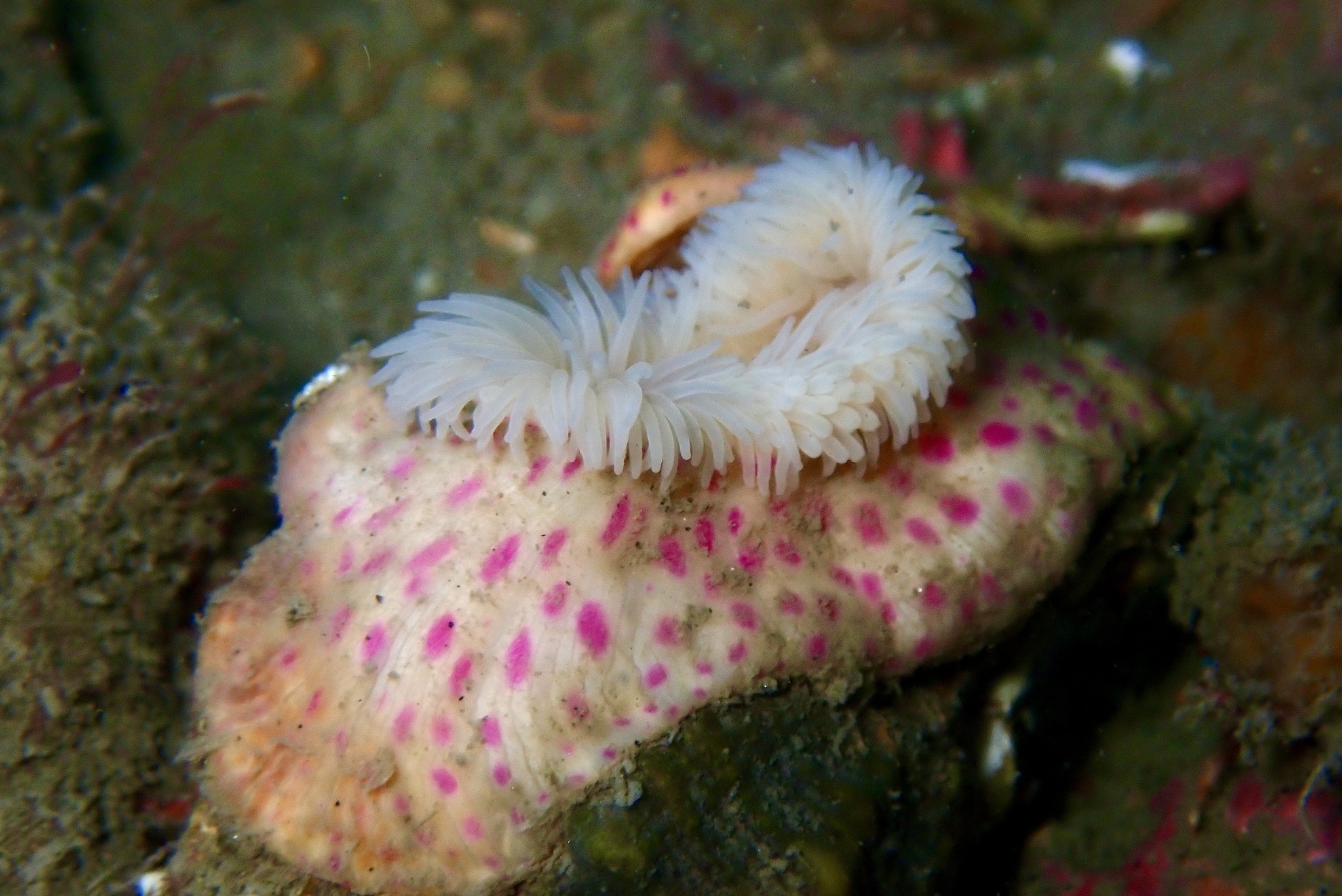 Adamsia palliata (Fabricius, 1779)