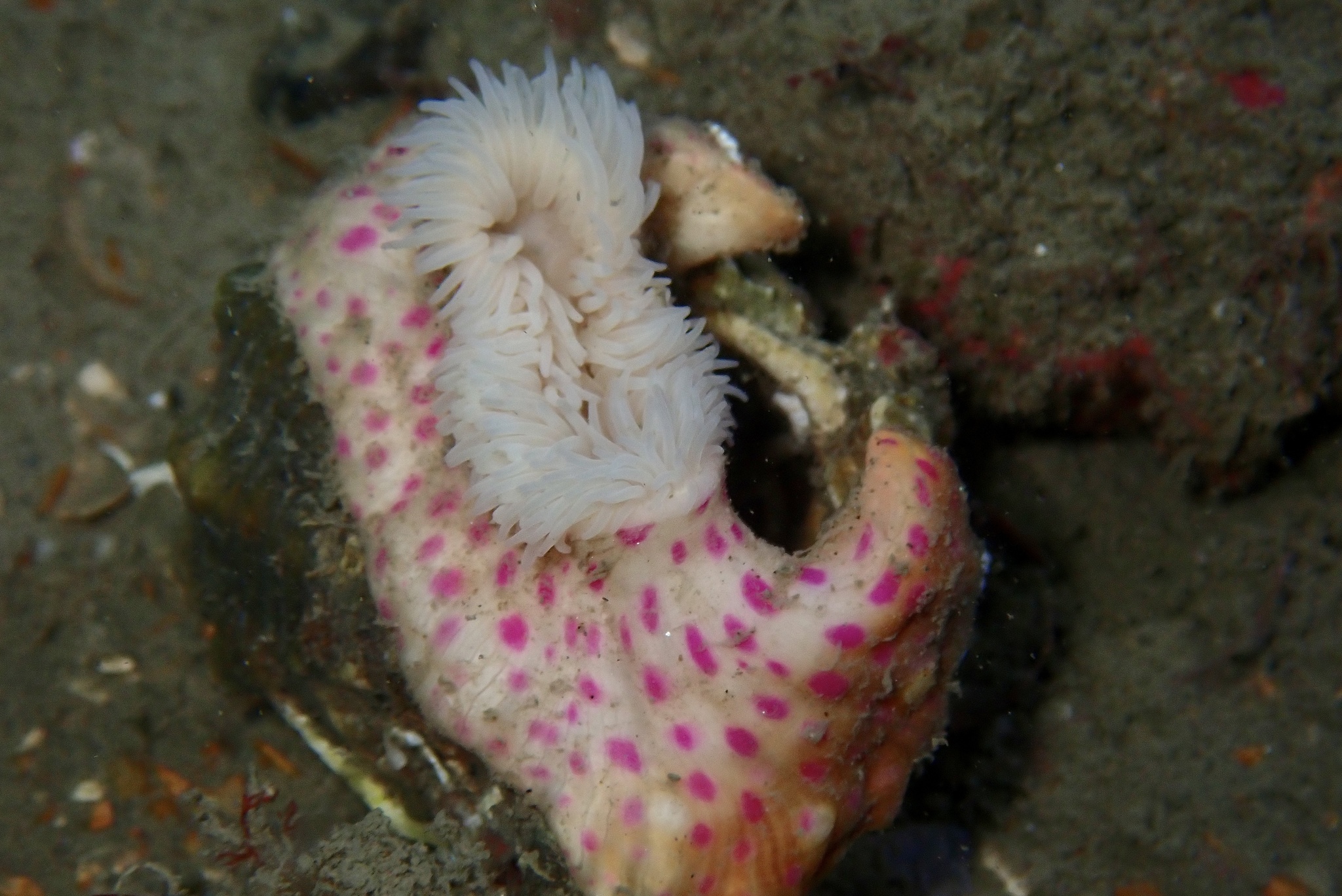 Adamsia palliata (Fabricius, 1779)