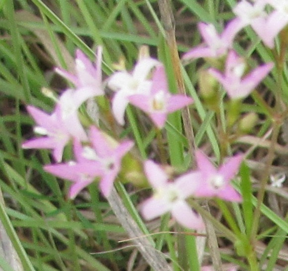 Diamond-flowers (Plants of Oliver Nature Park) · iNaturalist