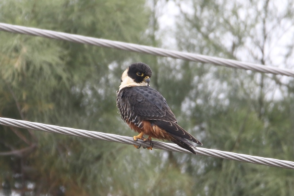 Bat Falcon from Pharr, TX 78577, USA on February 27, 2022 at 04:07 PM ...