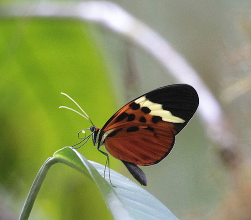 Subspecies Melinaea menophilus zaneka · iNaturalist
