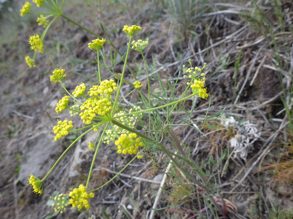 Ternate Desert-parsley from Spokane, Washington, United States on April ...