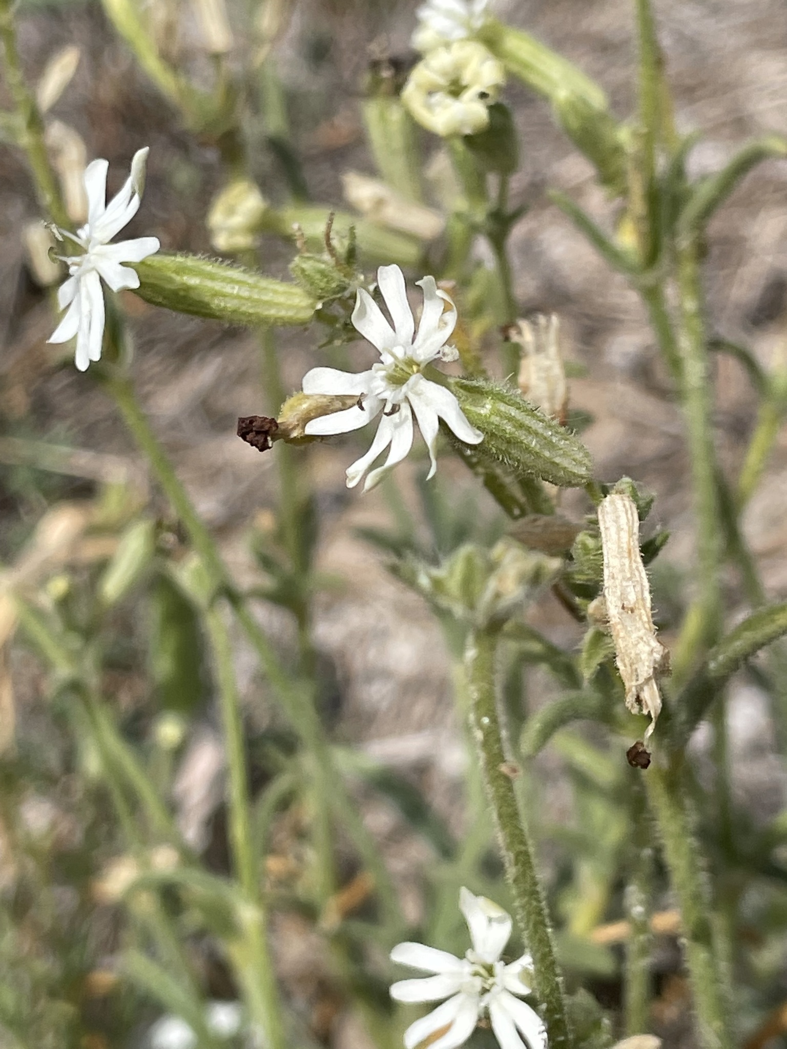 Silene nicaeensis All.