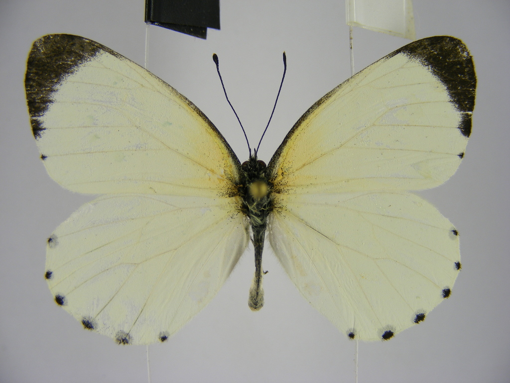 Mylothris yulei rhodopoides from Lubowa, Kampala, Central Region ...