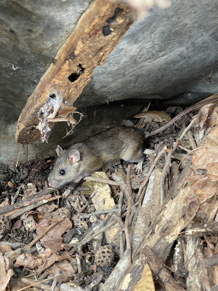 Eastern Woodrat in March 2022 by evangrimes · iNaturalist