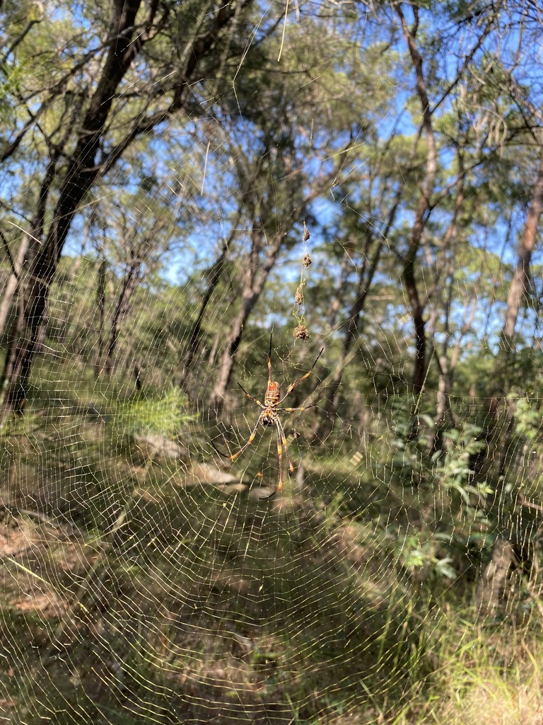Tiger Spider from Toohey Forest Park, Nathan, QLD, AU on March 6, 2022 ...