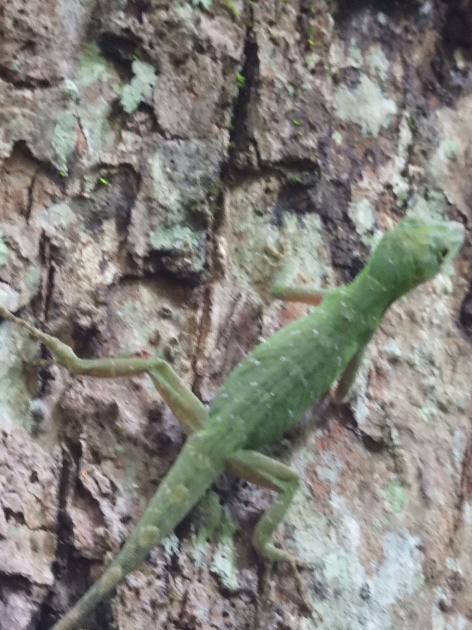Anolis punctatus Daudin, 1802