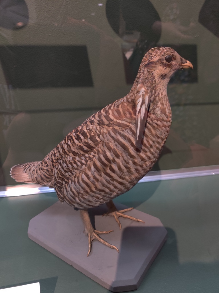 Heath Hen by Brian Vigorito. Specimen of an extinct subspecies seen at ...