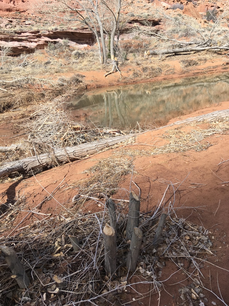 American Beaver from Grand County, US-UT, US on March 6, 2022 at 10:42 ...