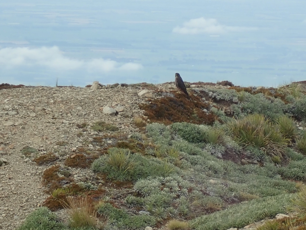 New Zealand Falcon from Peel Forest, New Zealand on March 5, 2022 at 01 ...