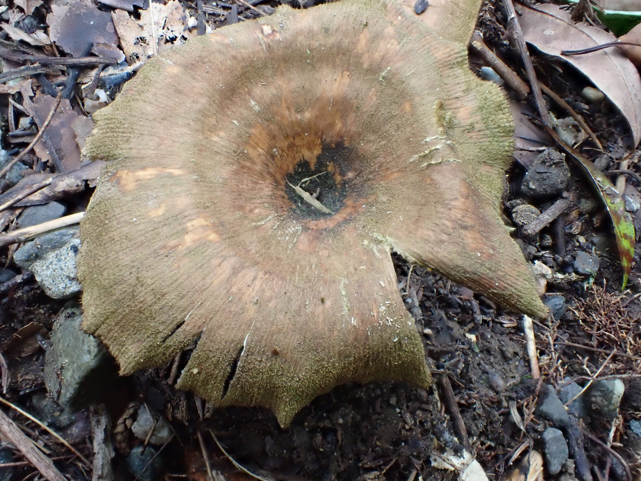 Lentinus velutinus Fr.