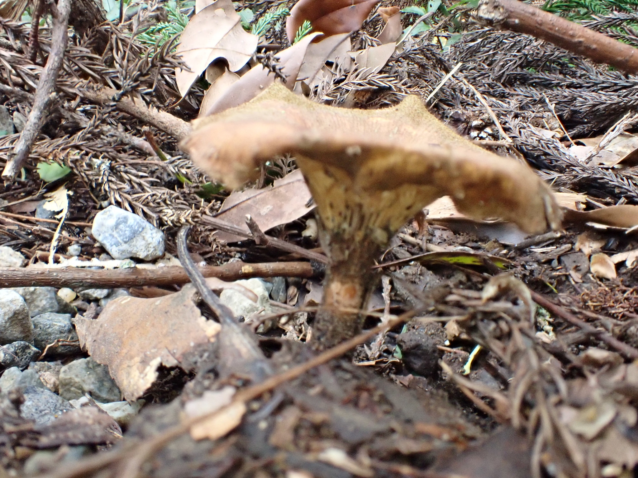 Lentinus velutinus Fr.