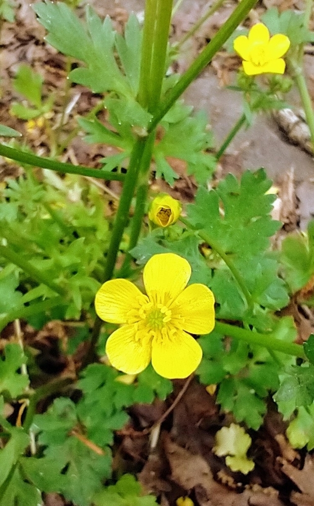 hairy buttercup from Fort Payne, AL 35967, USA on April 30, 2021 at 11: ...