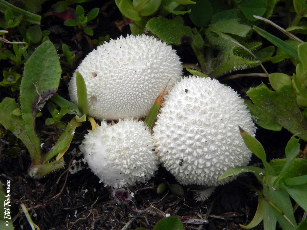 common puffball from Peninsula Tumbes, Talcahuano, Bío Bío, Chile on ...