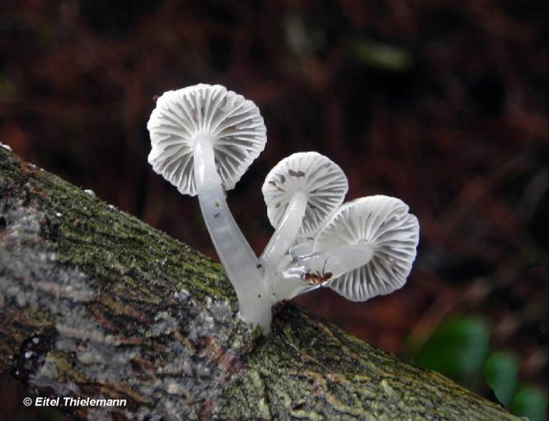 Austral Dripping Bonnet from Peninsula Tumbes, Talcahuano, Bío Bío ...