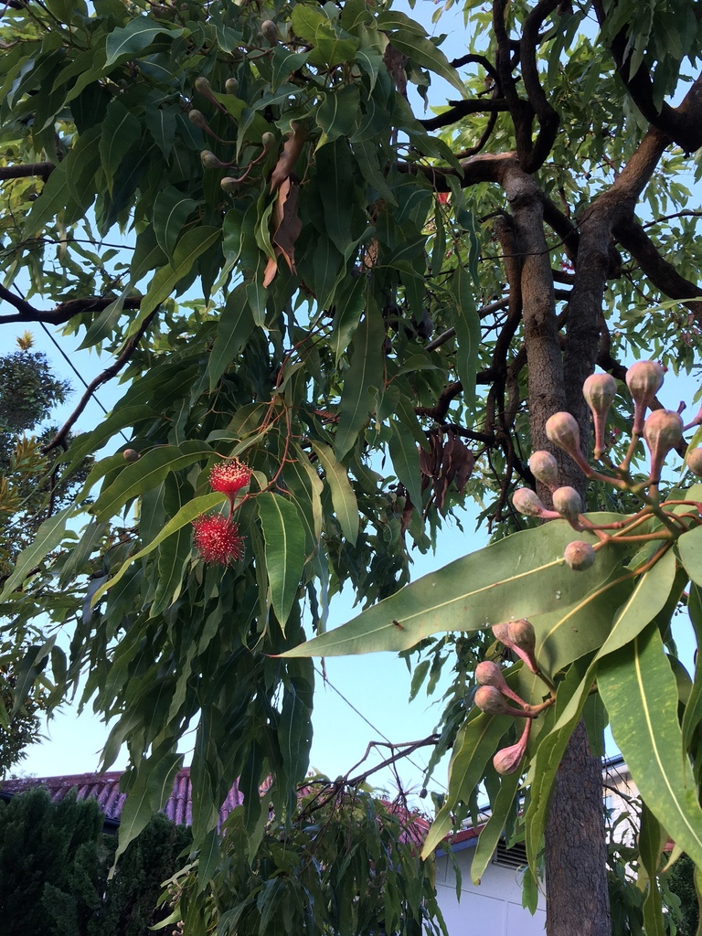 swamp bloodwood from Brisbane QLD, Australia on March 07, 2022 at 06:10 ...