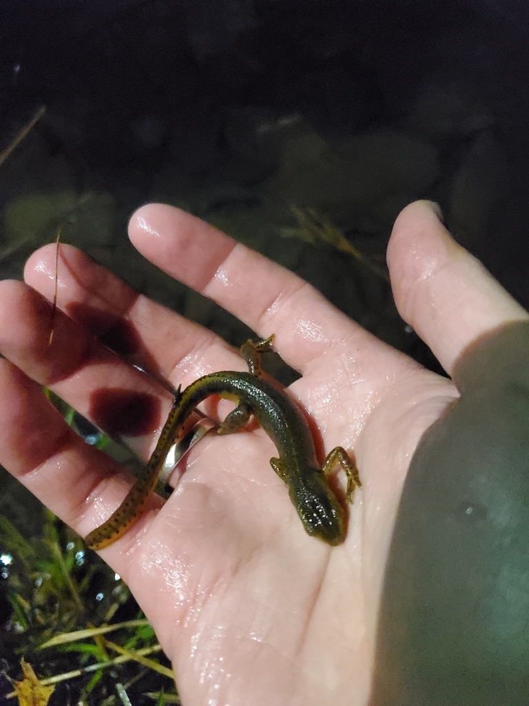 Red-spotted Newt from York Township, OH, USA on February 10, 2020 at 07 ...