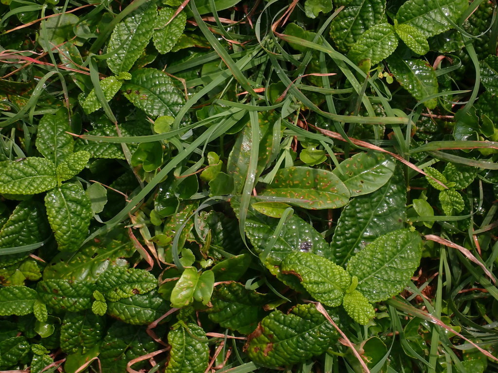 Acalypha nemorum from Arrawarra NSW 2456, Australia on March 06, 2022 ...