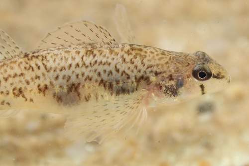 Tessellated Darter (Etheostoma olmstedi) · iNaturalist