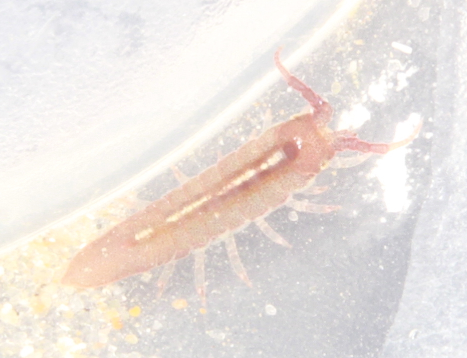 Idotea granulosa Rathke, 1843