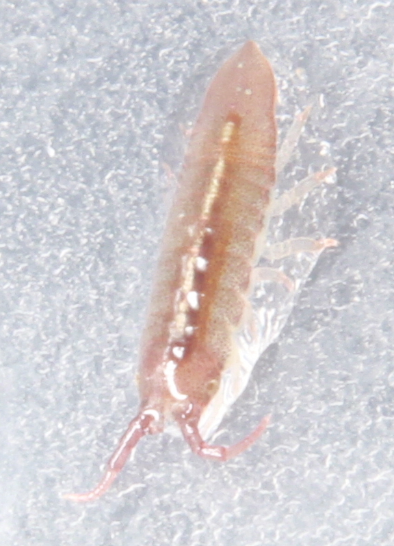 Idotea granulosa Rathke, 1843