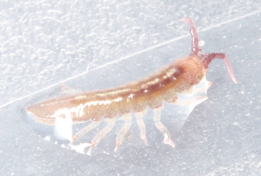 Idotea granulosa Rathke, 1843