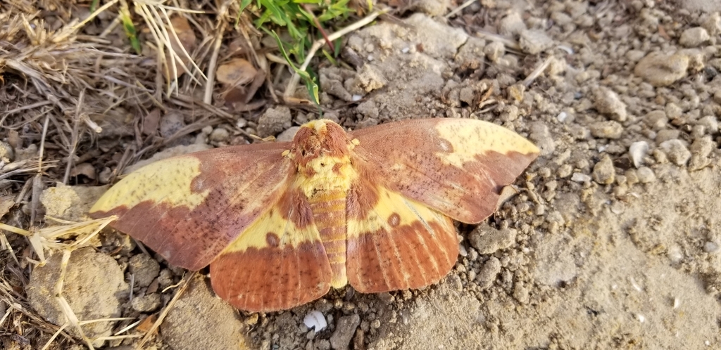 Imperial Moth from Austwell, TX 77950, USA on May 18, 2018 at 07:30 AM ...