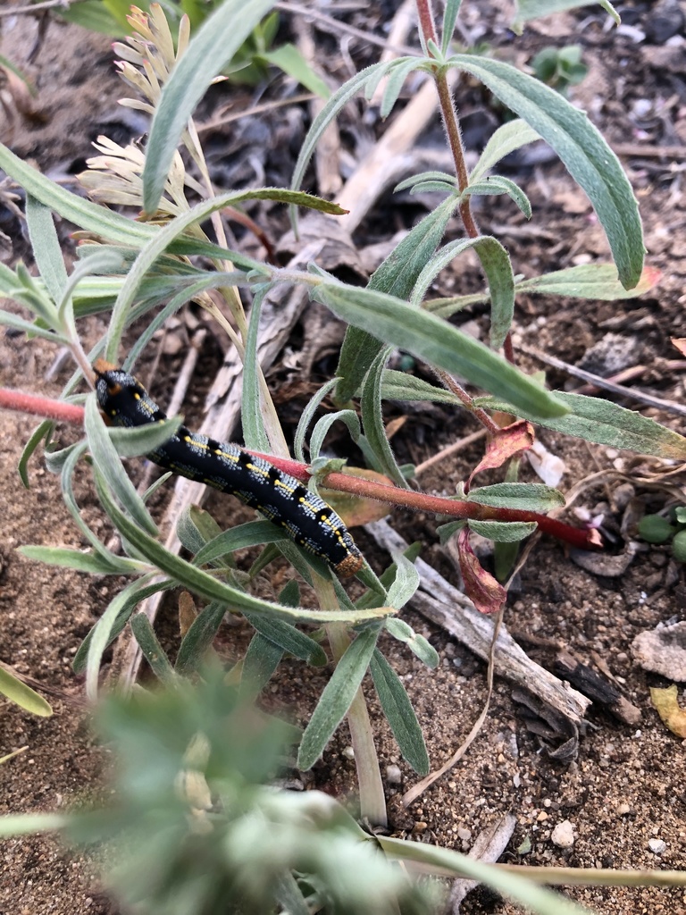Hyles annei in March 2022 by Andrew Chaves · iNaturalist