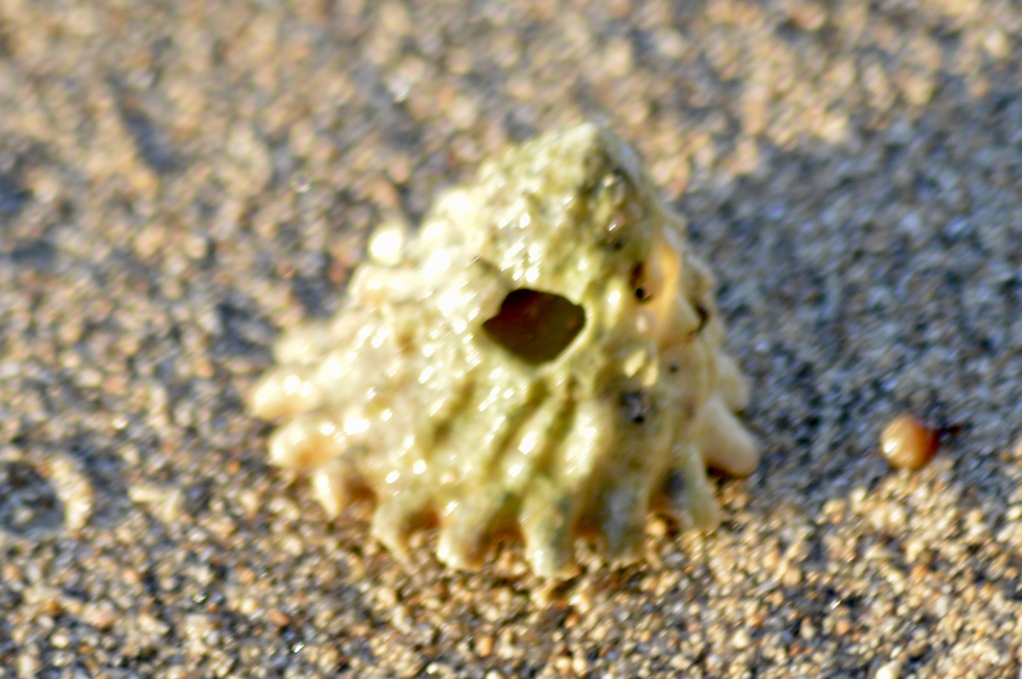 Lithopoma tectum (Lightfoot), 1786