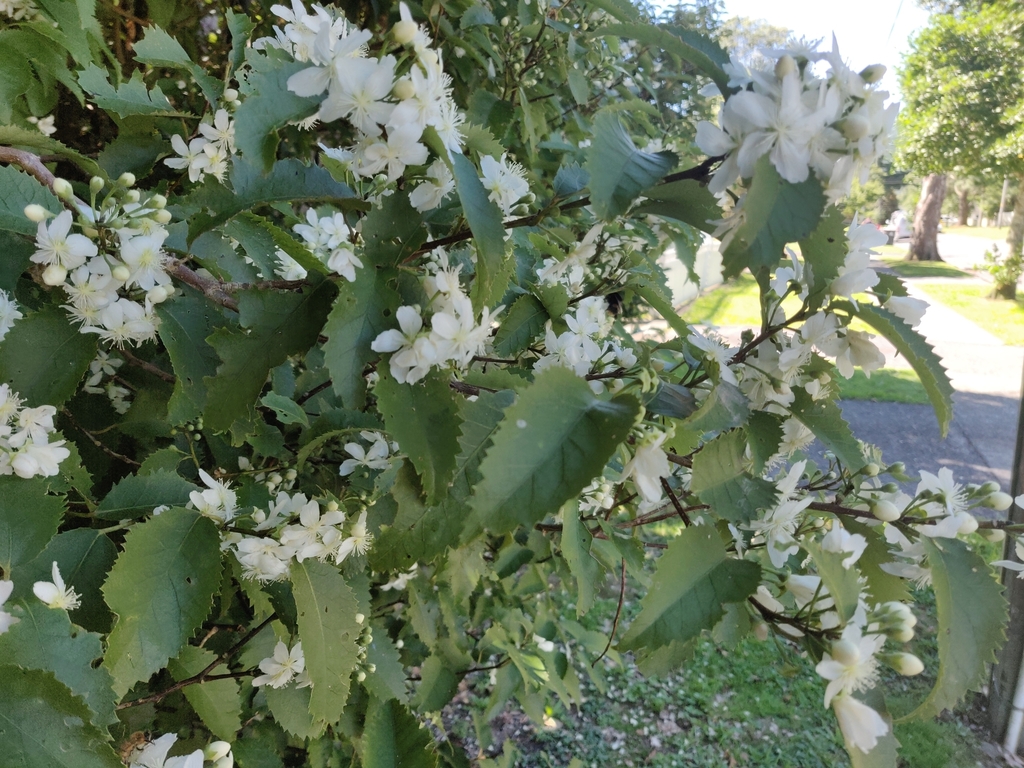 Houhere from Birchville on February 22, 2022 at 03:20 PM by Emily and ...