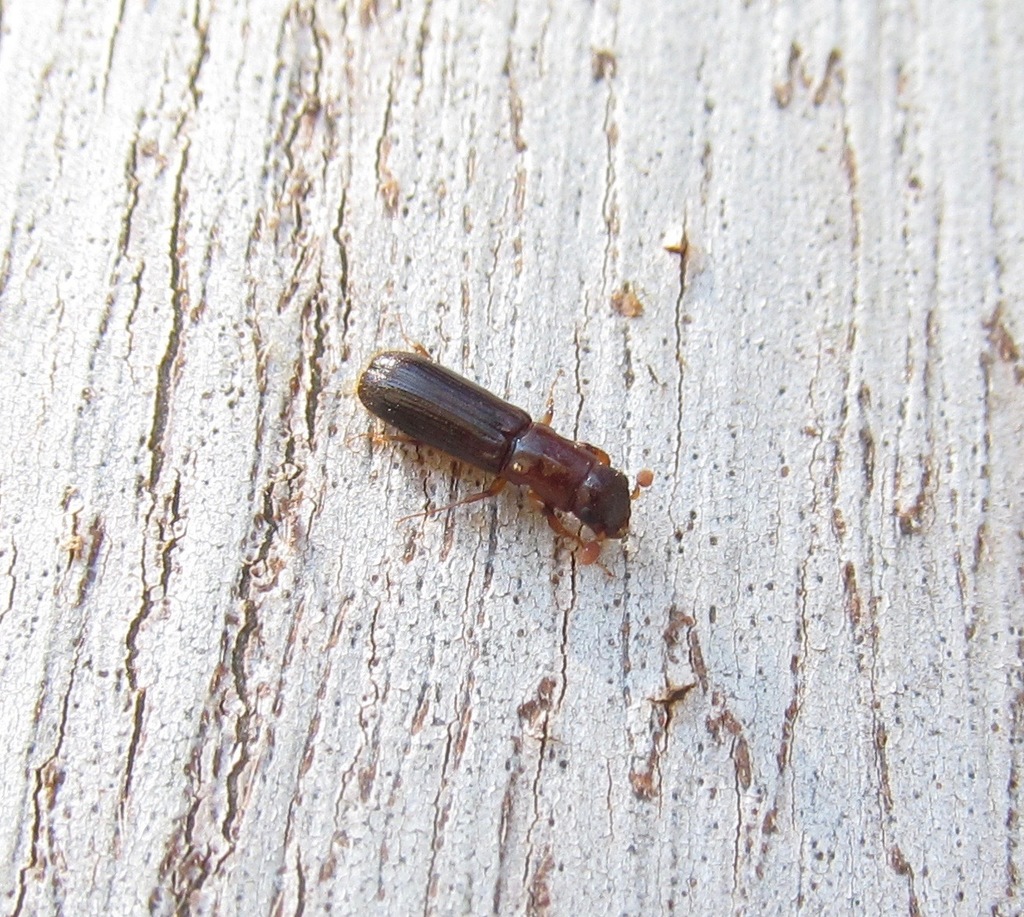 Platypus apicalis from Sawyers Bay, Dunedin, New Zealand on March 3 ...