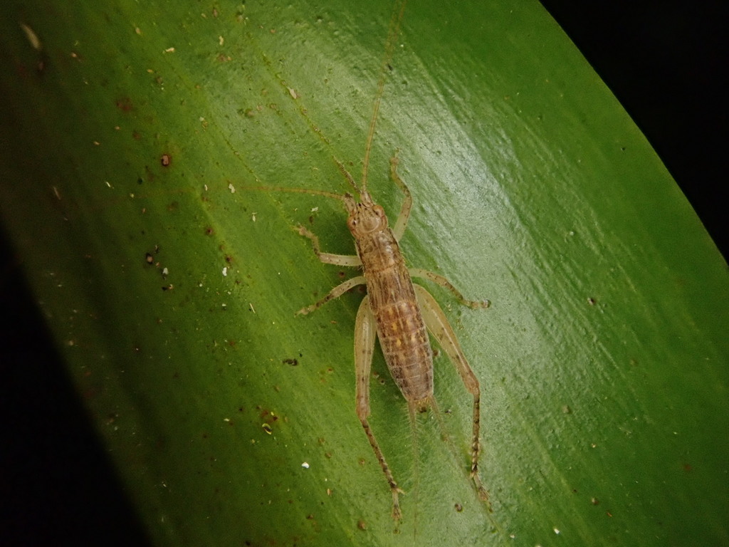 True Crickets and Allies from Norfolk Island (Mt Pitt), NF on February ...