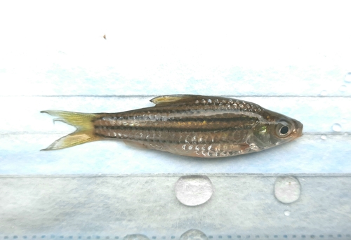 Zebra Barb (Fishes of North Selangor Peat Swamp Forest) · iNaturalist