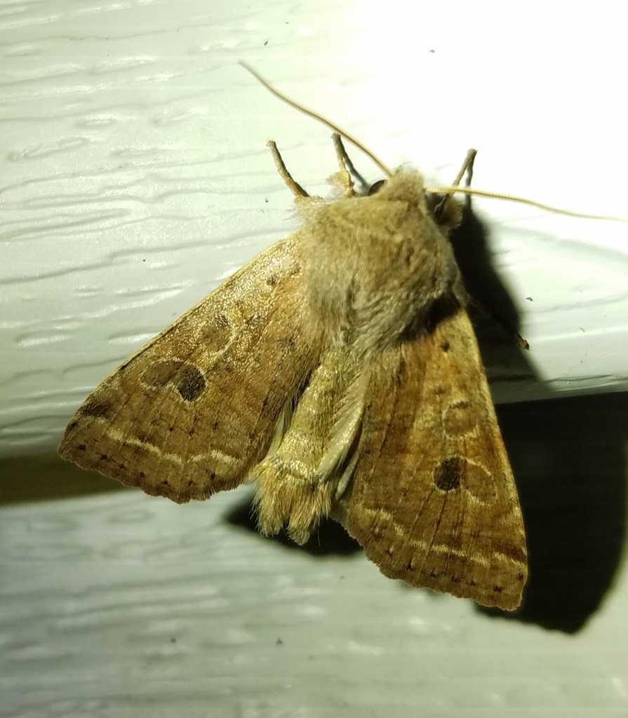 Speckled Green Fruitworm Moth from Monkton, MD, USA on March 06, 2022 ...