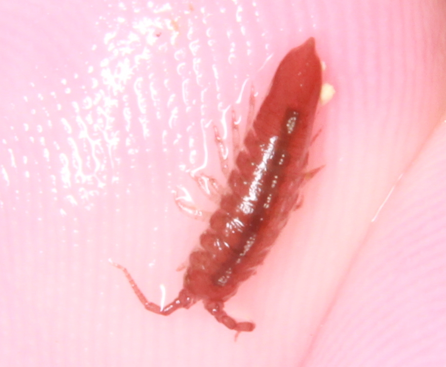 Idotea granulosa Rathke, 1843