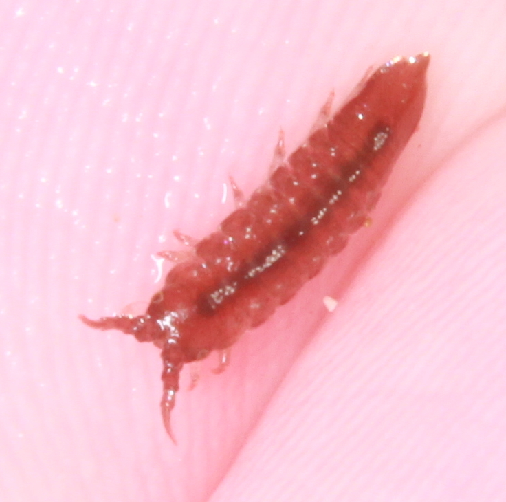 Idotea granulosa Rathke, 1843