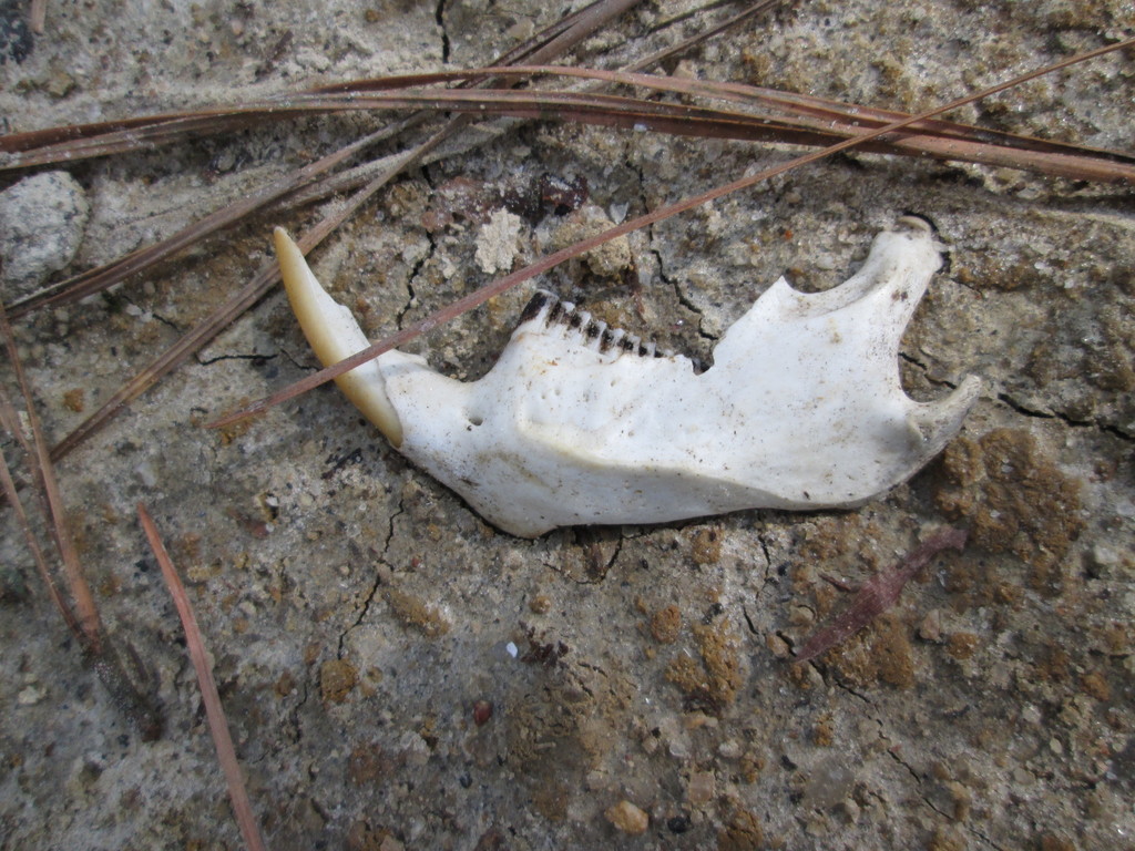 Muskrat from Bethlehem, NC, USA on March 6, 2022 at 11:32 AM by Robert ...