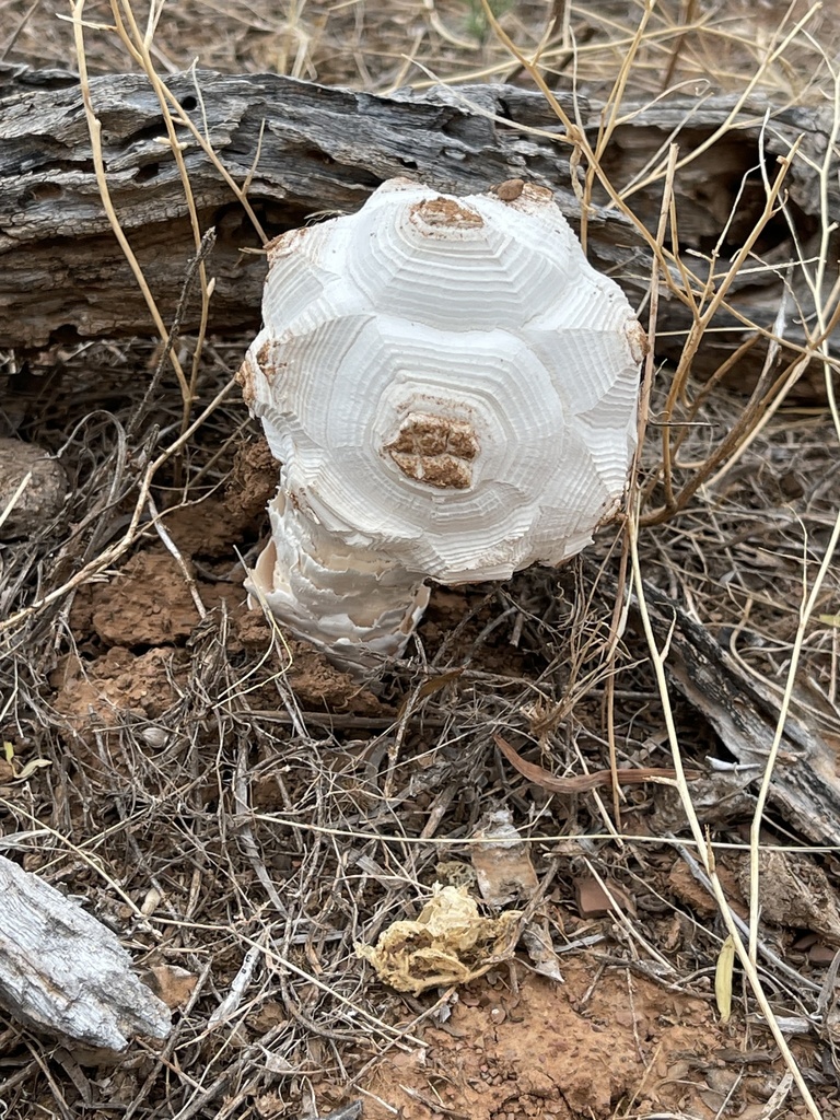 Phellorinia herculeana from Hawker, SA, AU on March 04, 2022 at 06:30 ...